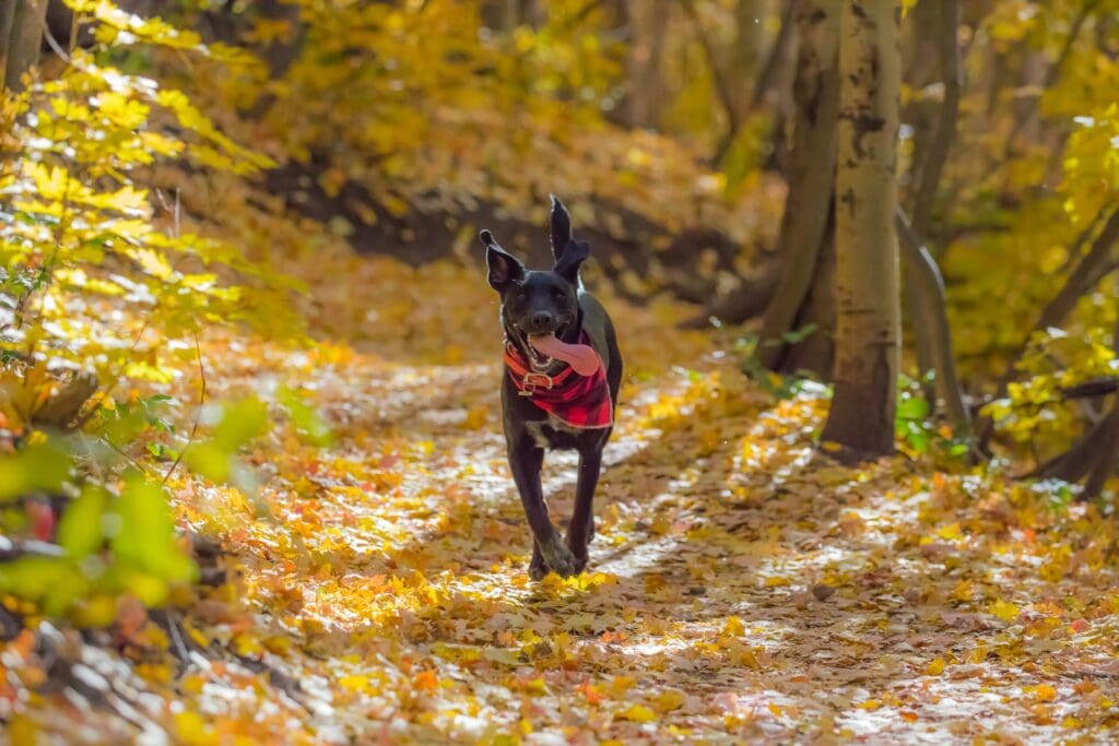 Jaw Fractures in Dogs: Causes & Treatments