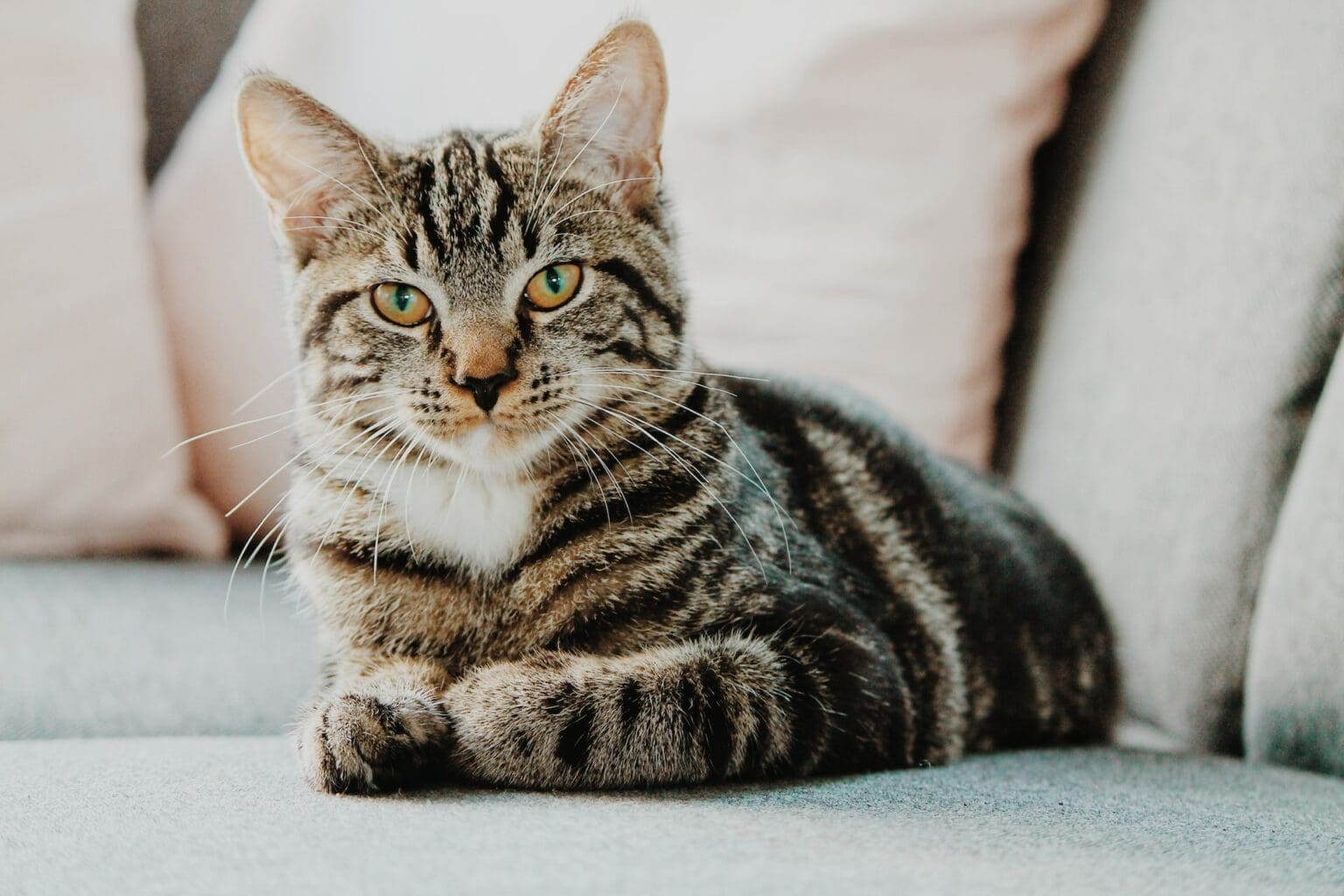 Retained (Persistent) Deciduous Teeth in Cats