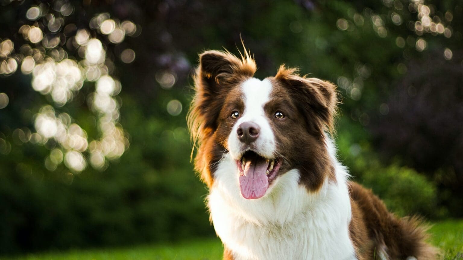 Dog Tooth Abscess: Symptoms & Treatment
